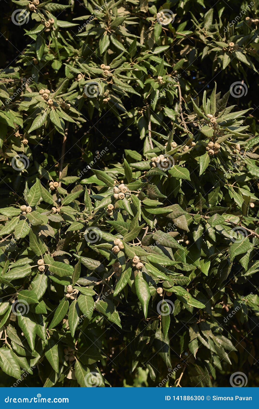 Quercus ilex tree stock photo. Image of landscape, environment - 141886300