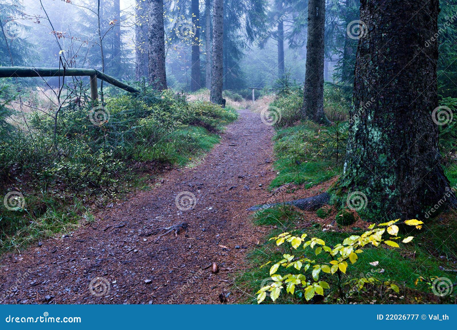 Evergreen forest stock image. Image of moos, fall, season - 22026777