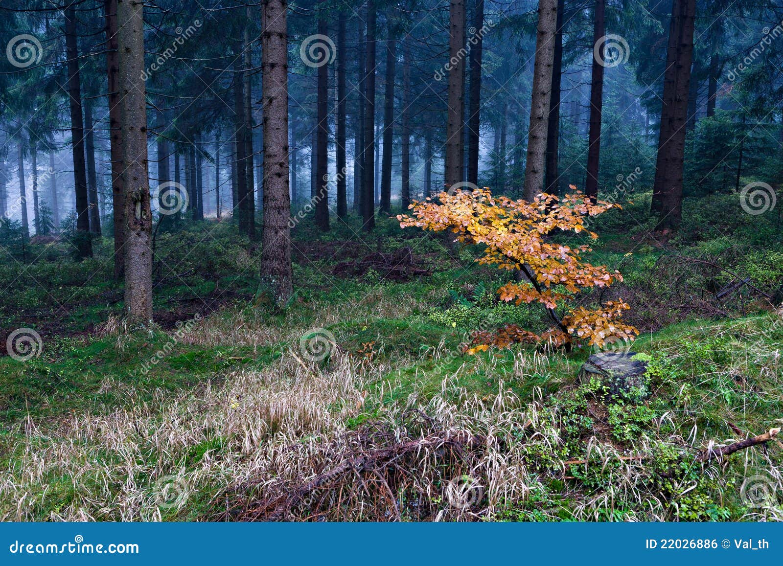 Evergreen forest stock photo. Image of forest, fall, woods - 22026886