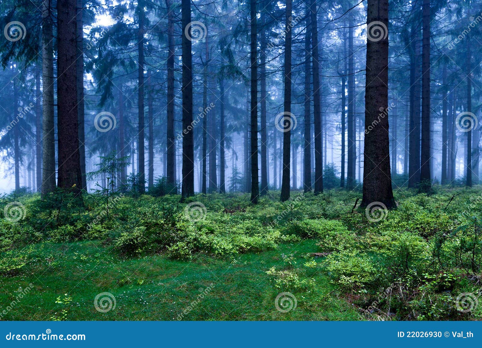Evergreen forest stock photo. Image of woods, fall, forest - 22026930