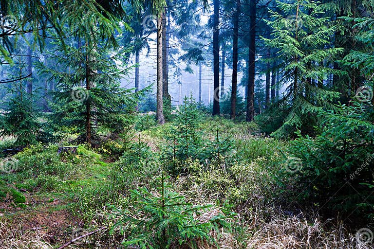 Evergreen forest stock photo. Image of evergreen, woods - 22096756