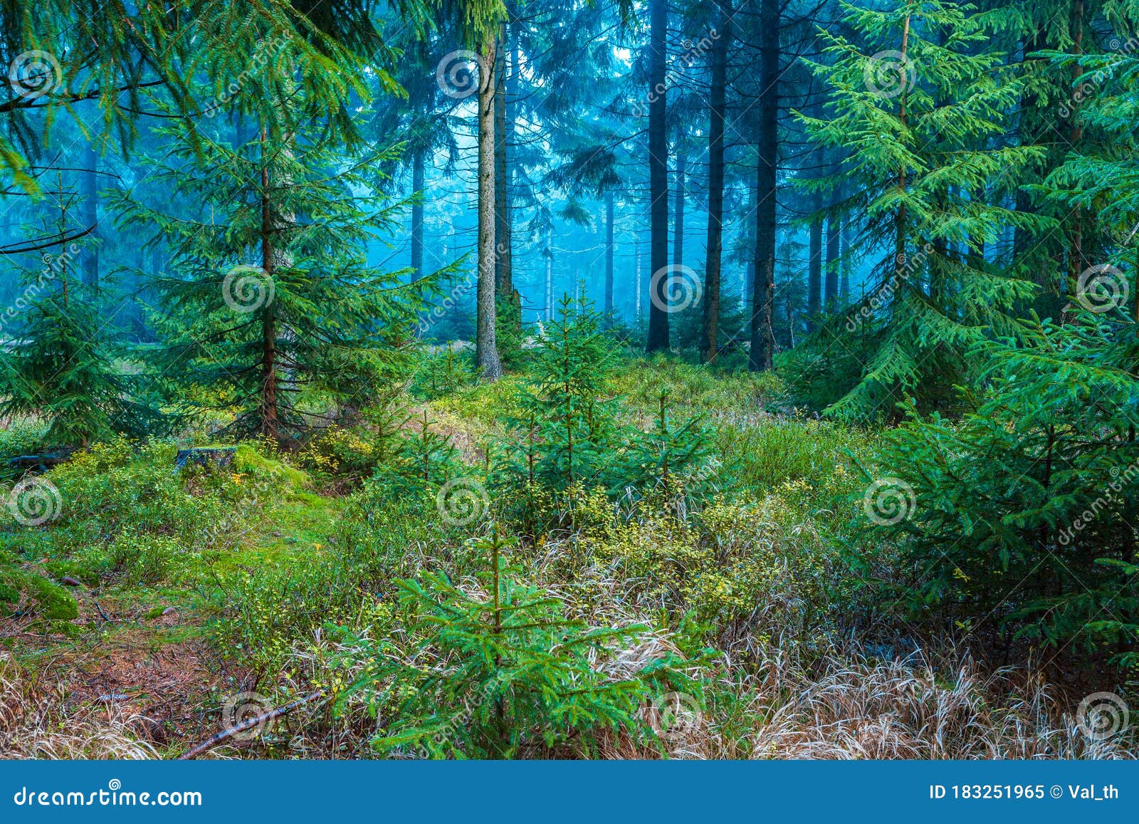 Evergreen forest stock image. Image of fall, branch - 183251965