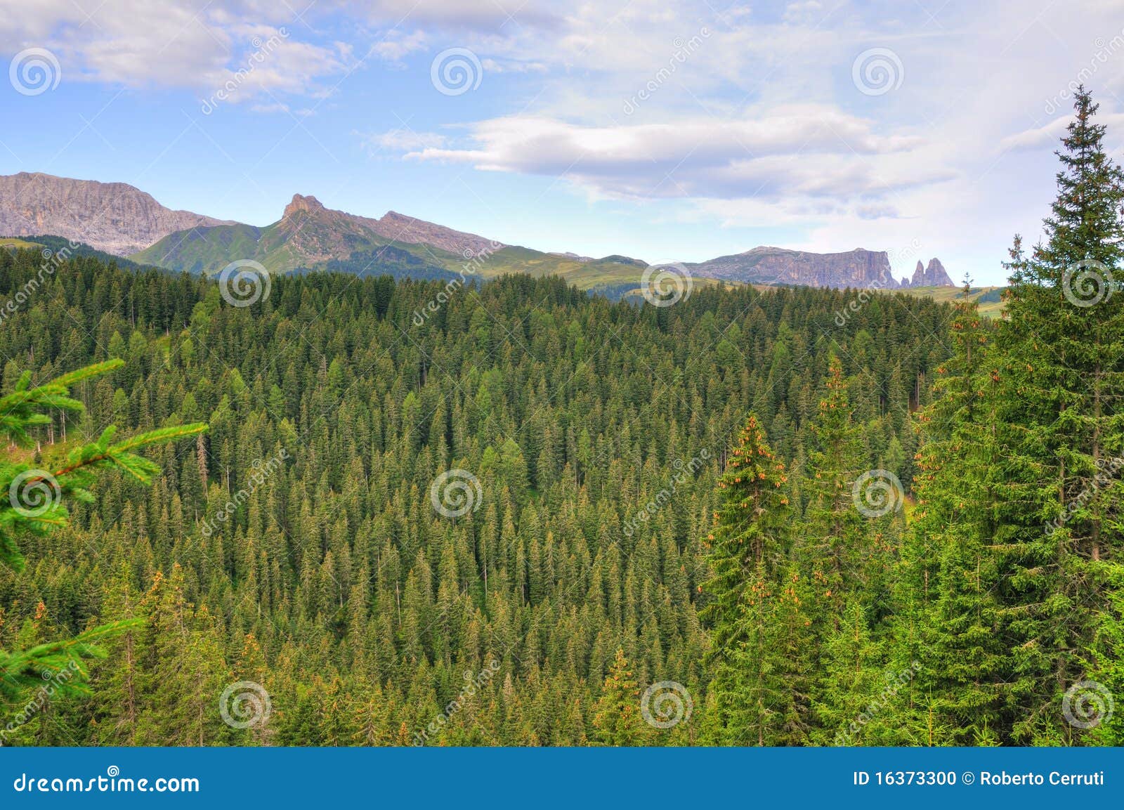 Evergreen Forest in Italian Alps Stock Photo - Image of tree, evergreen ...
