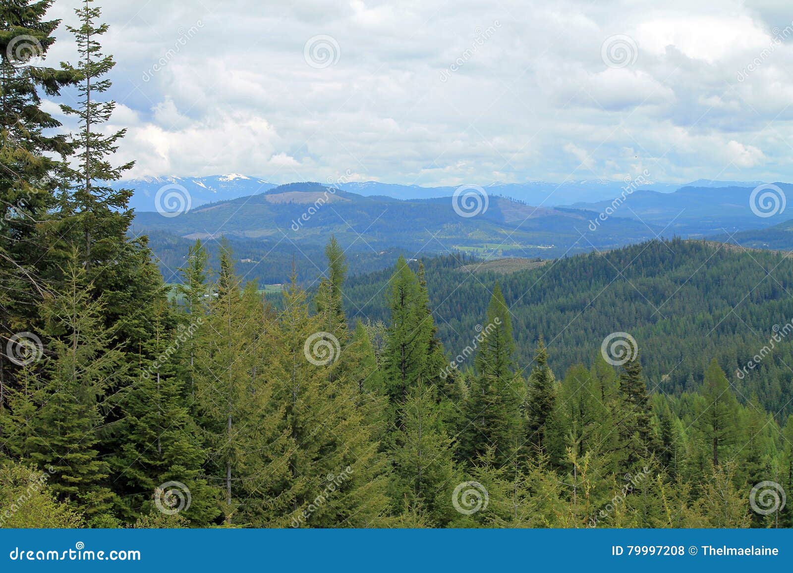 Evergreen Forest with Mountains Stock Photo - Image of valleys, peaks ...