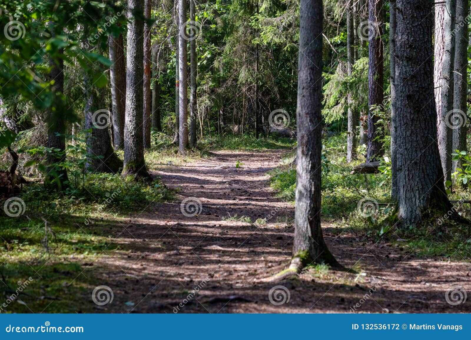 Evergreen Forest with Spruce and Pine Tree Under Branches Stock Photo ...