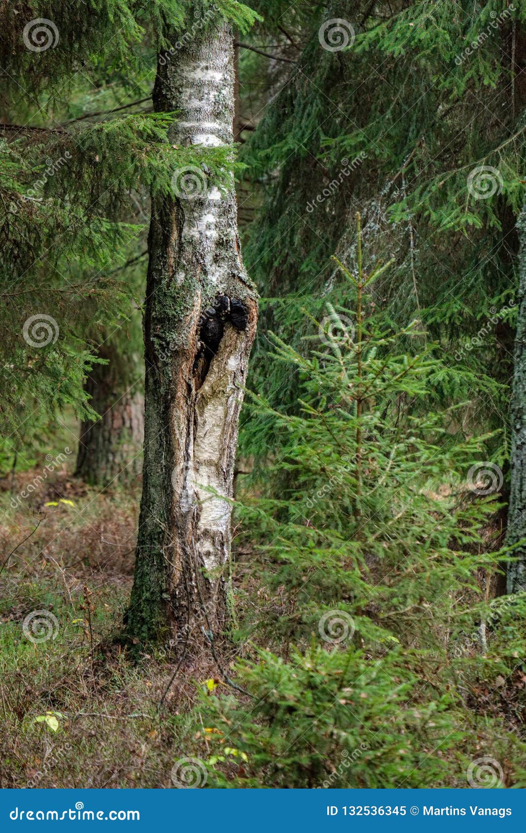 Evergreen Forest with Spruce and Pine Tree Under Branches Stock Image ...