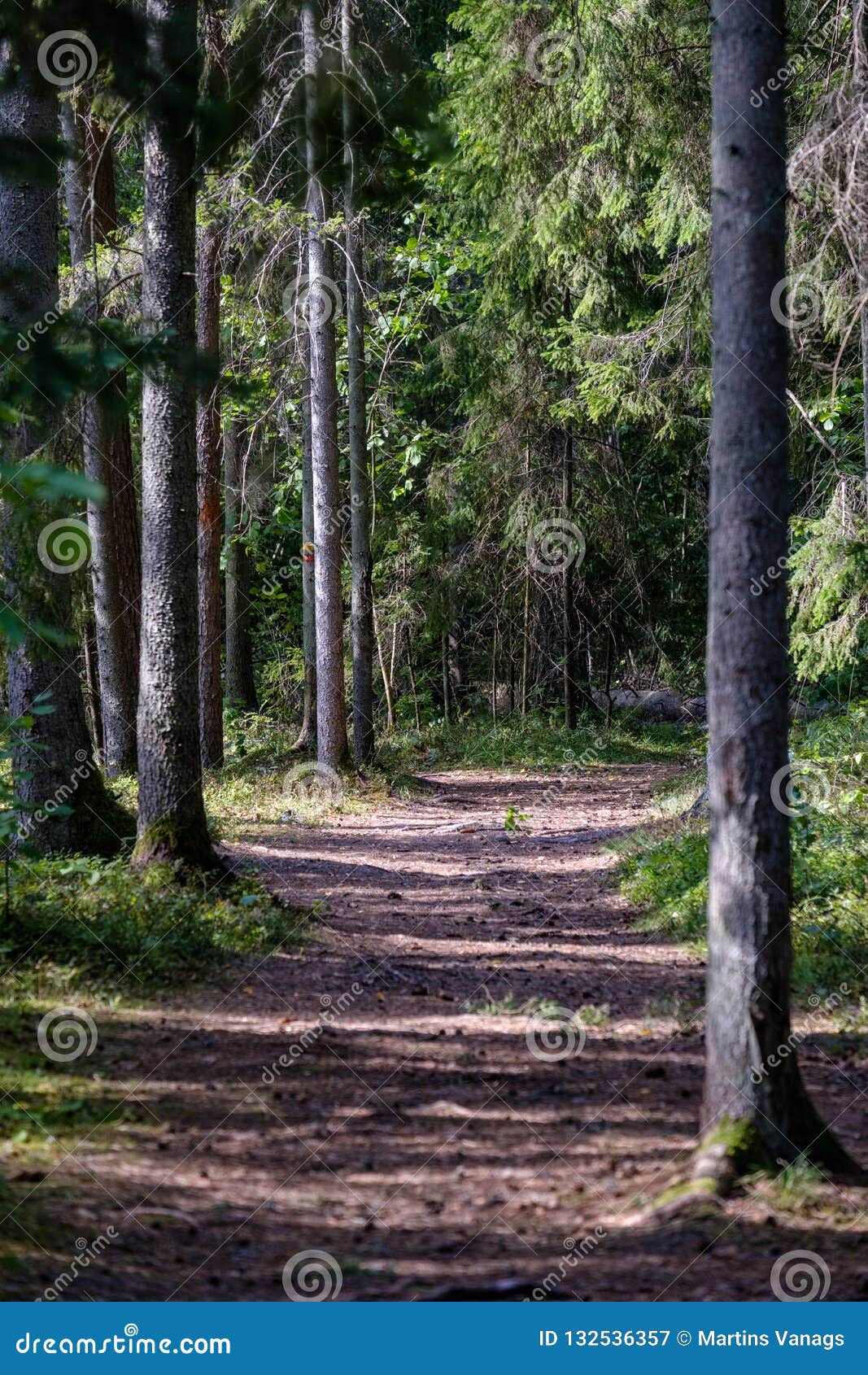 Evergreen Forest with Spruce and Pine Tree Under Branches Stock Image ...