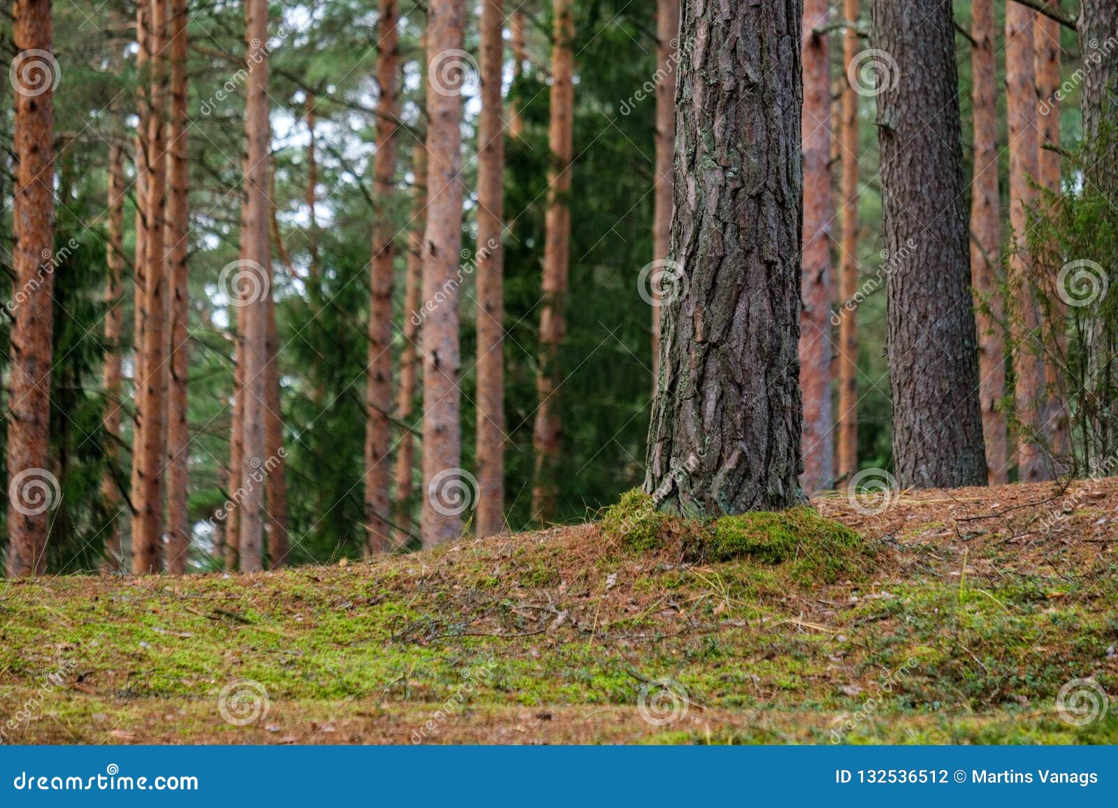 Evergreen Forest with Spruce and Pine Tree Under Branches Stock Photo ...