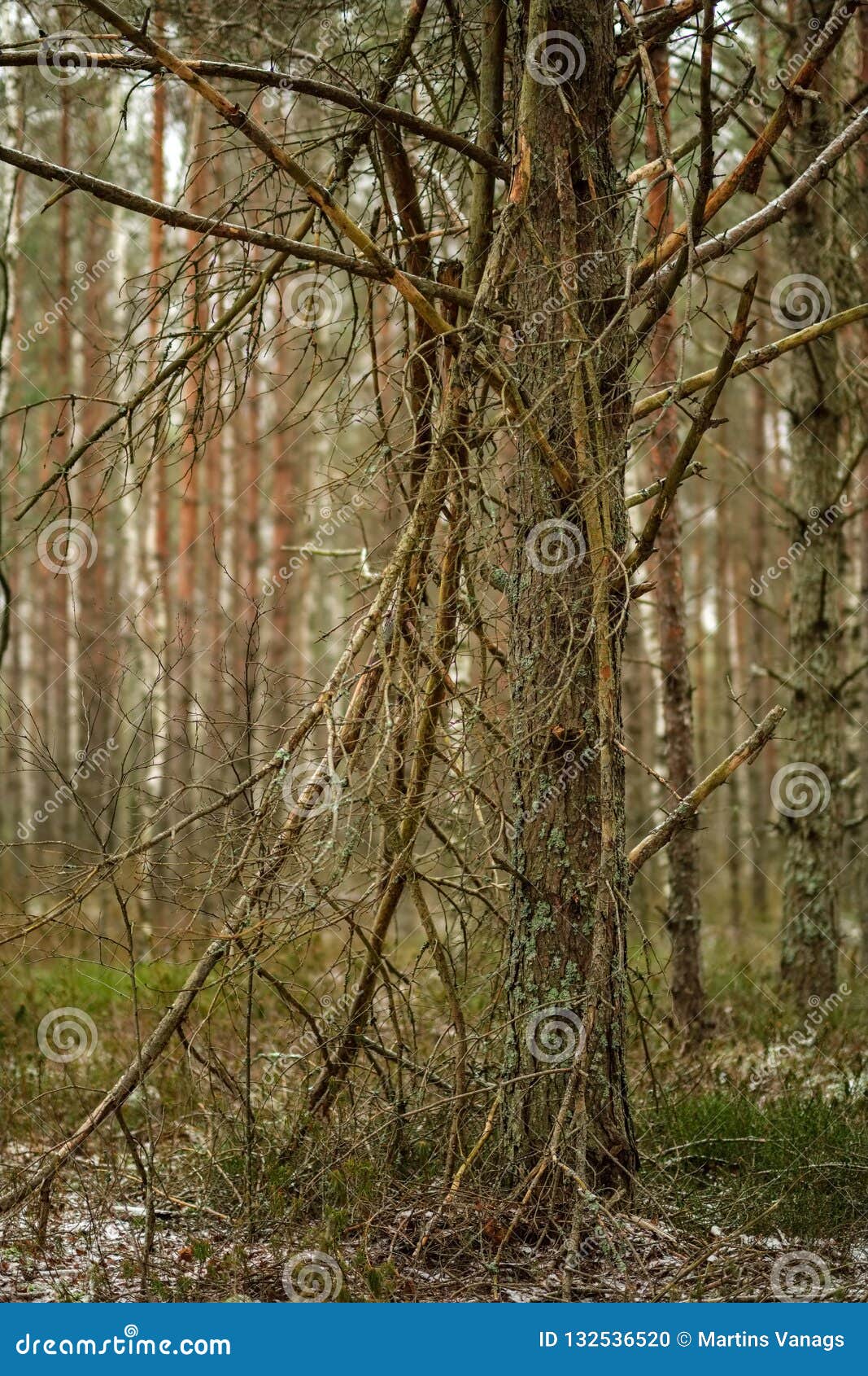 Evergreen Forest with Spruce and Pine Tree Under Branches Stock Photo ...