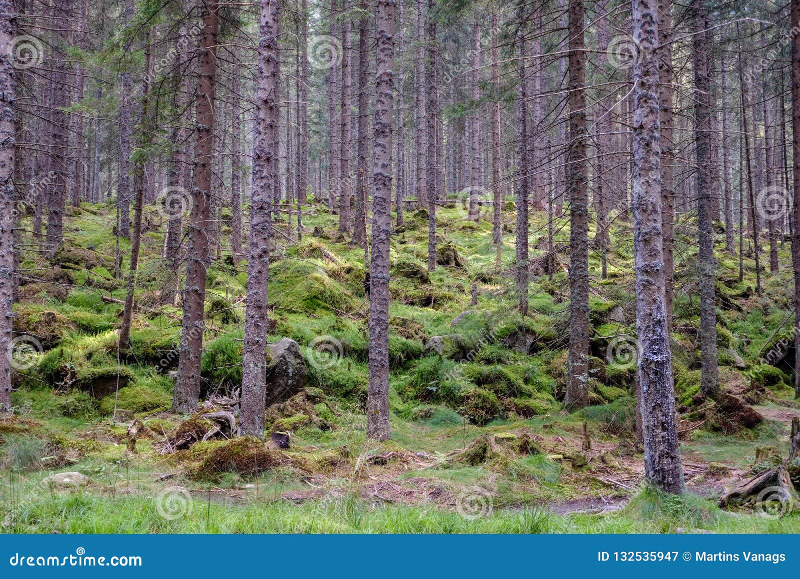 Evergreen Forest with Spruce and Pine Tree Under Branches Stock Image ...