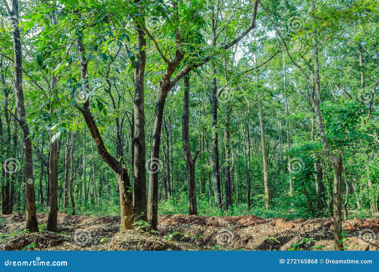 Evergreen Forest of Thirthahalli Stock Photo - Image of park, natural ...