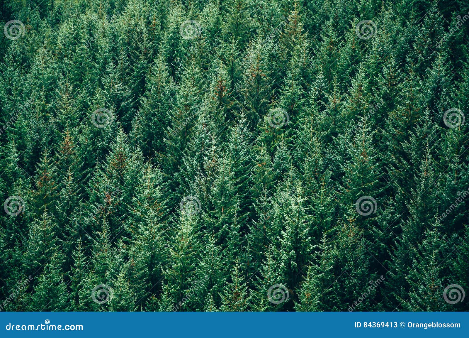 Evergreen Forest - Top View. Stock Image - Image of scenery, wicklow ...