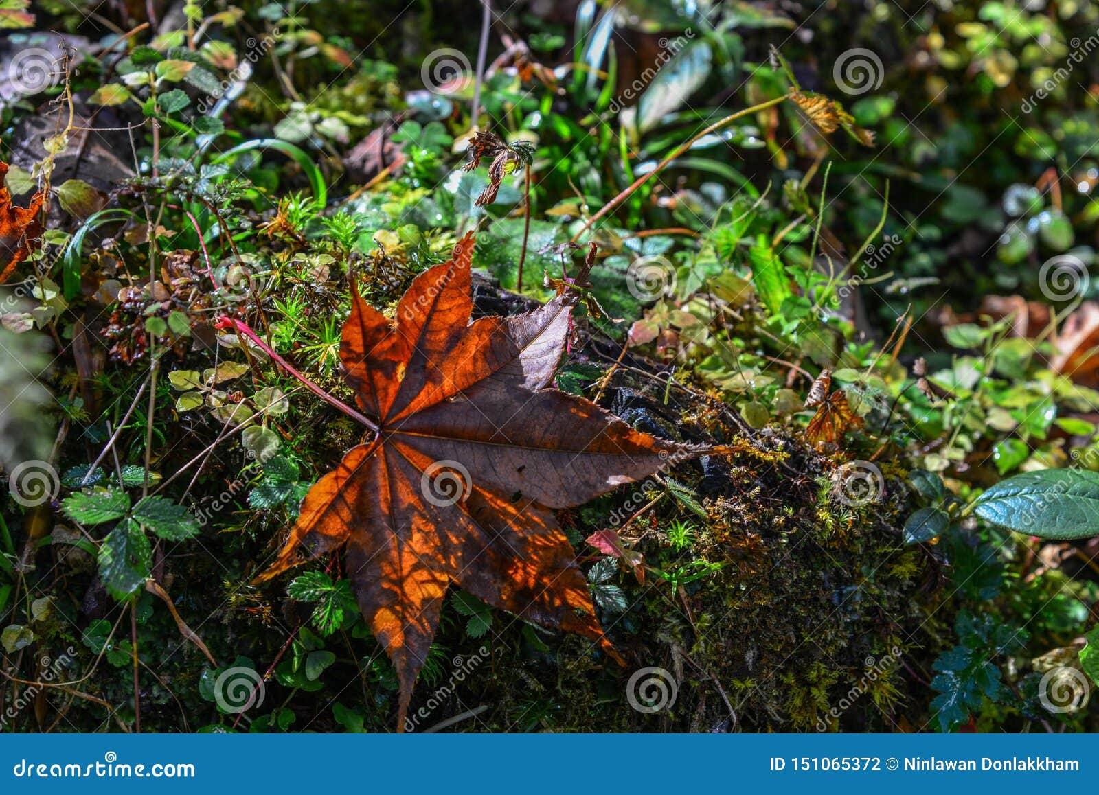 Evergreen Forest Trees Environment Stock Photo - Image of flora, bright ...