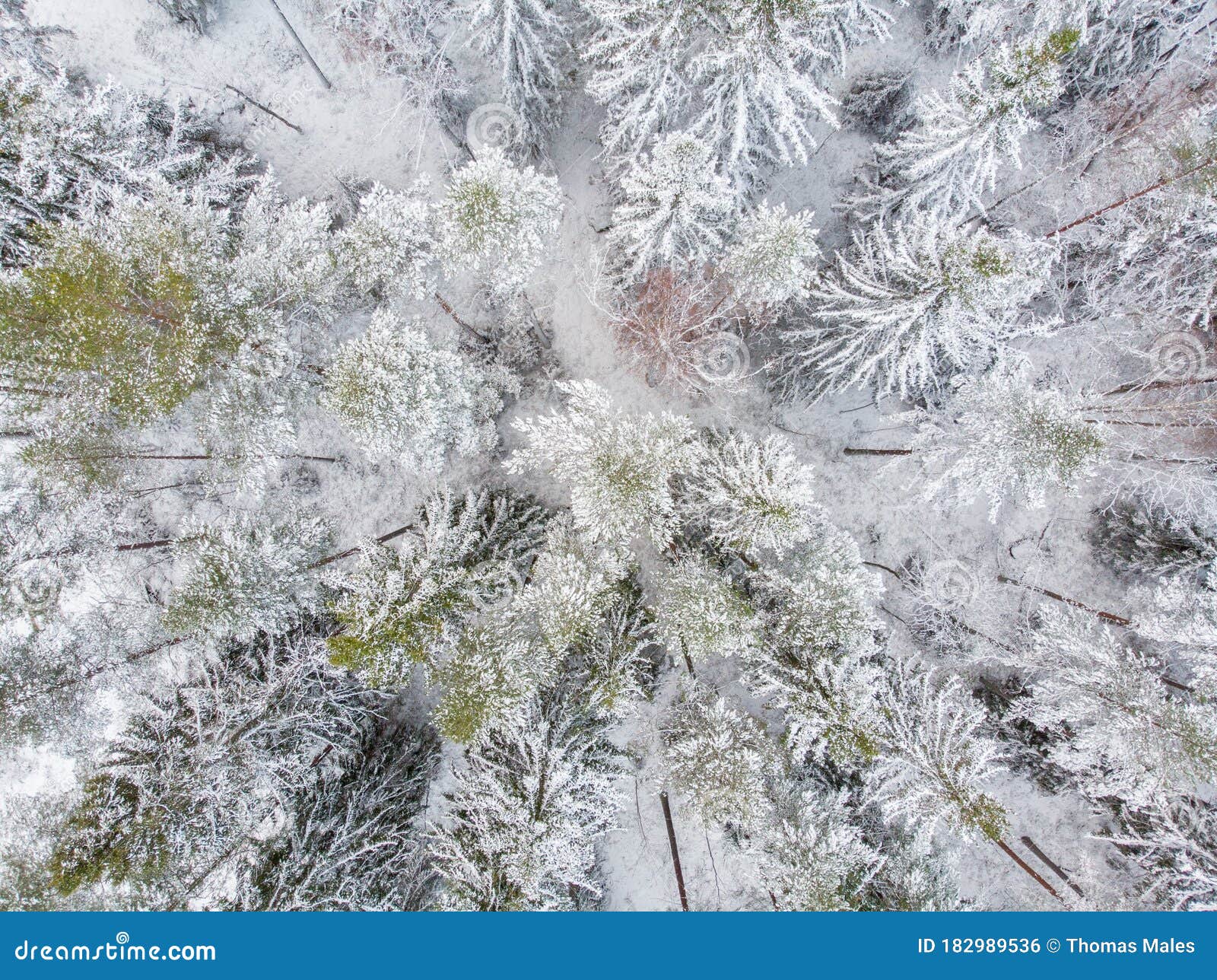 Evergreen forest in winter stock photo. Image of frost - 182989536