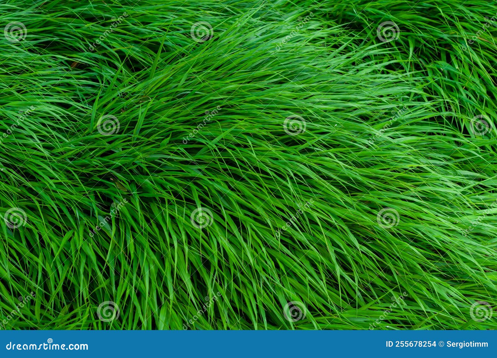 Evergreen Grass Growing in a Dense Cushion, Beautiful Green Background ...
