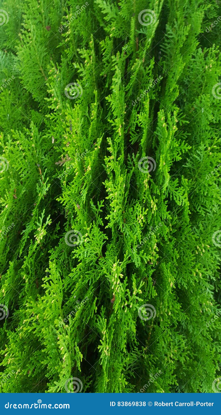 Evergreen stock photo. Image of bush, evergreen, leaves - 83869838