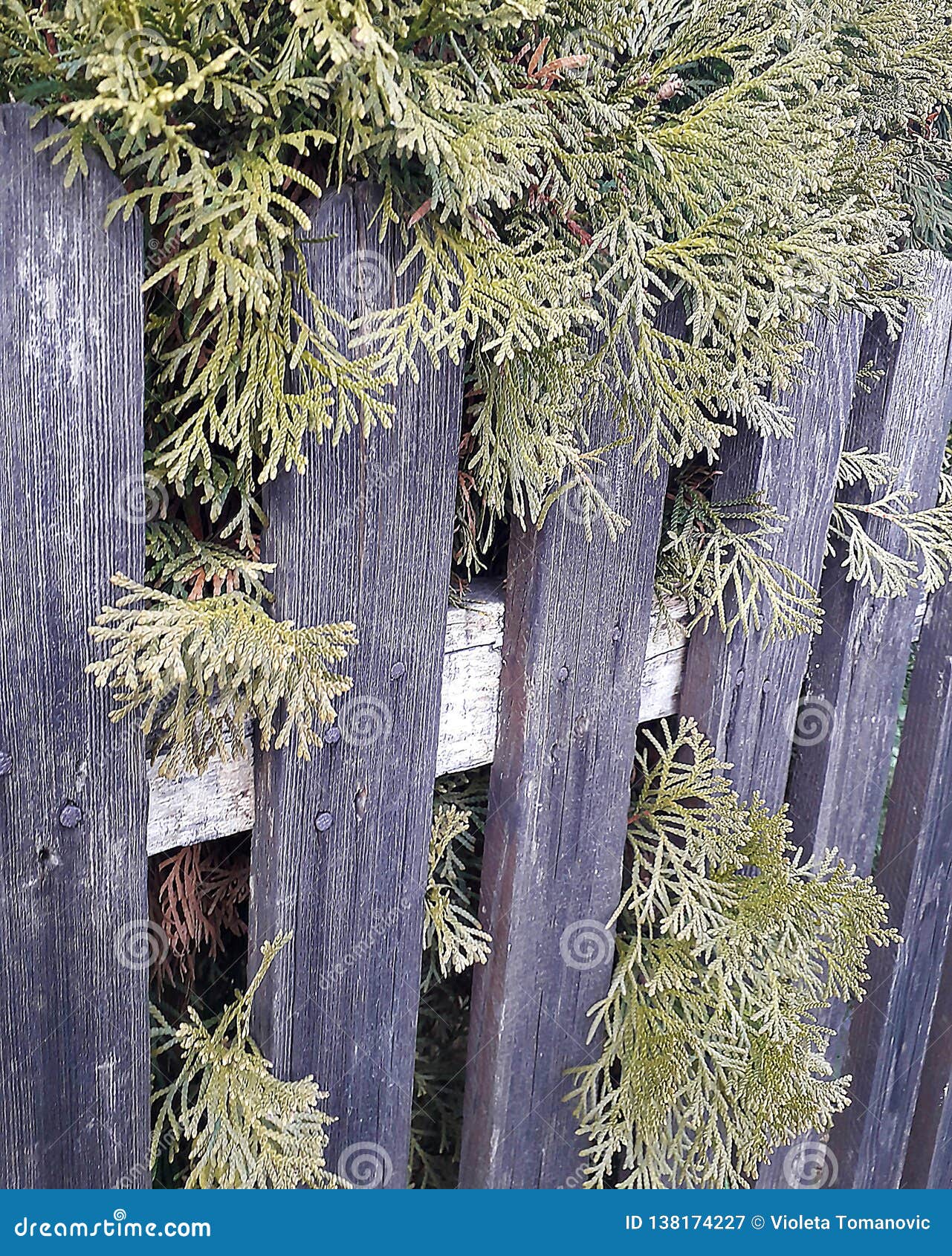 Evergreen green tree stock image. Image of europe, garden - 138174227