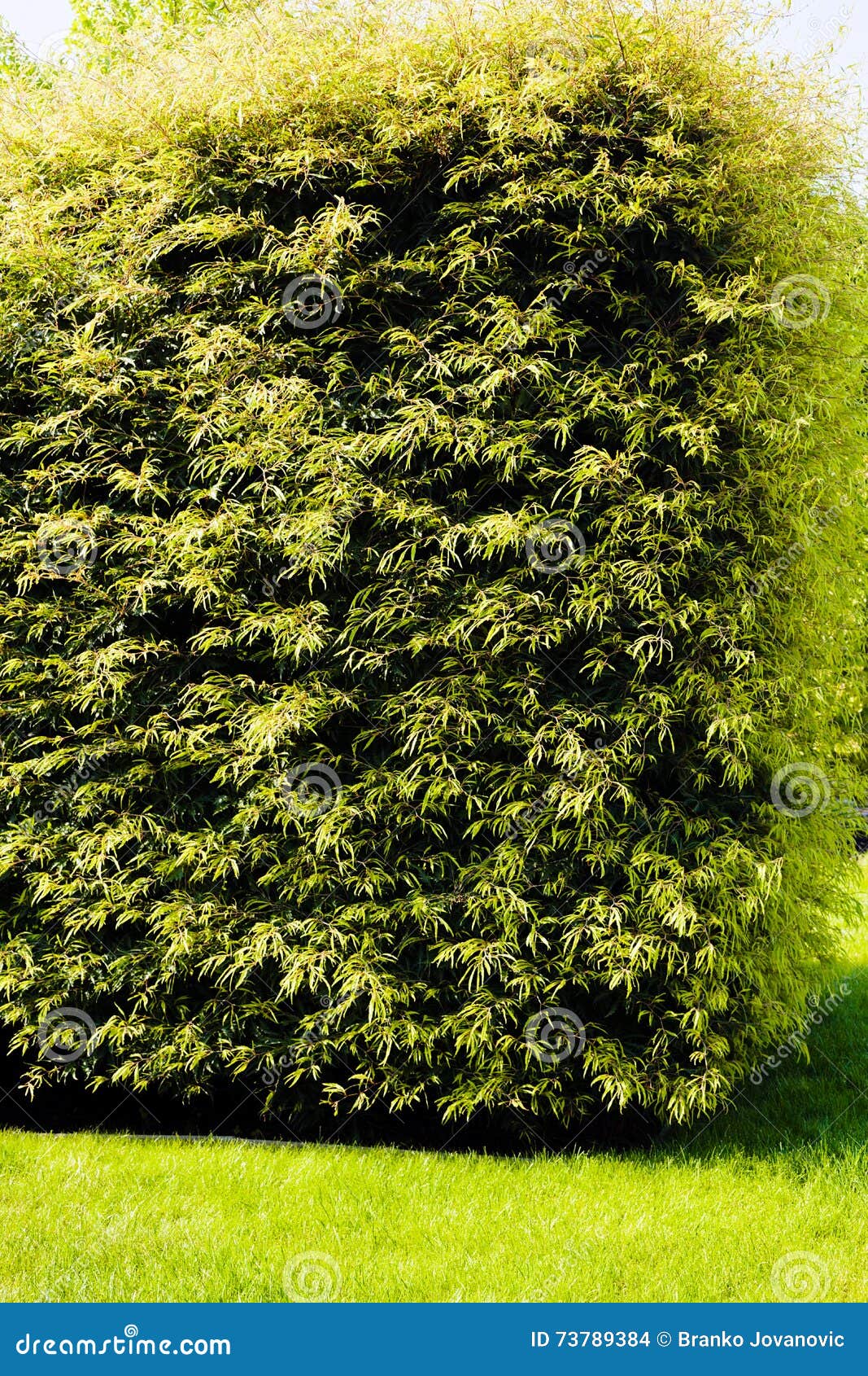 Evergreen hedges stock photo. Image of park, hedge, grass - 73789384