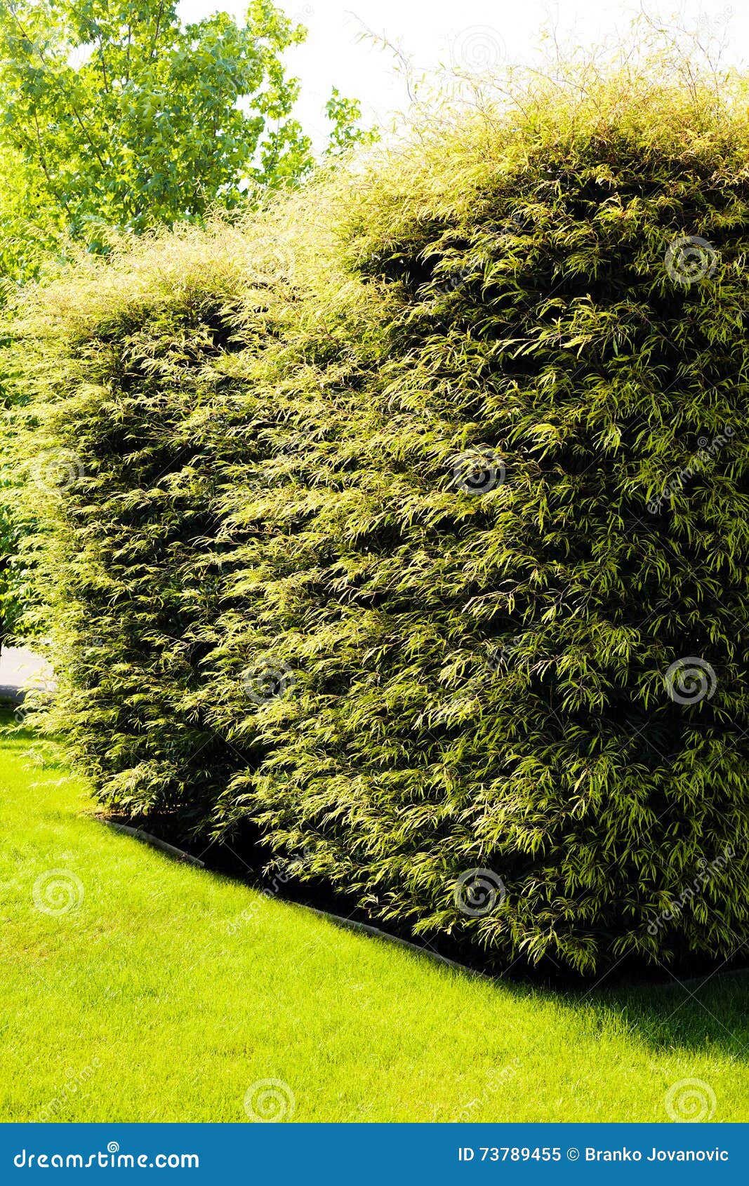 Evergreen hedges stock image. Image of wallpaper, outdoor - 73789455