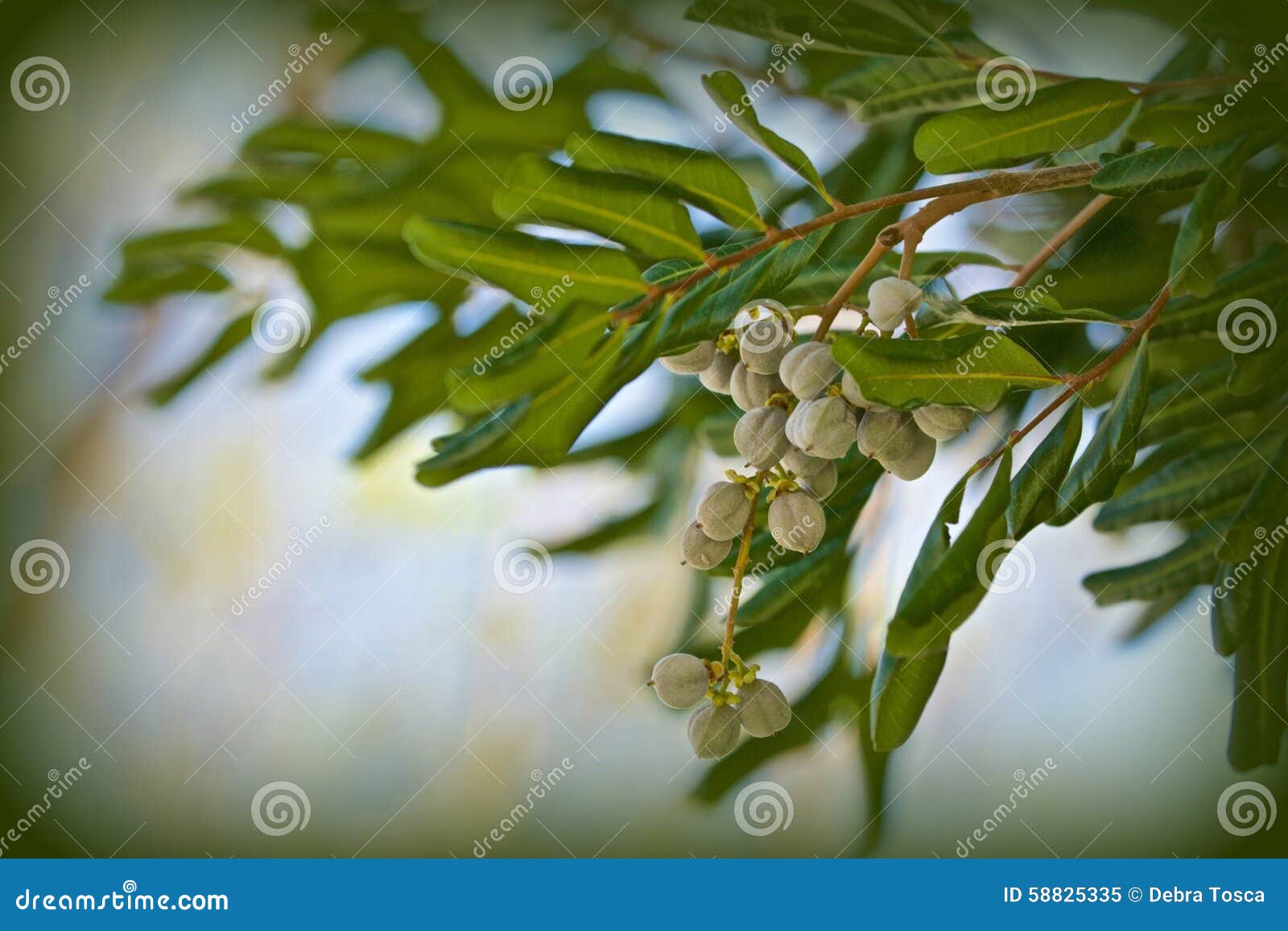 Evergreen Huckleberry tree stock image. Image of flower - 58825335