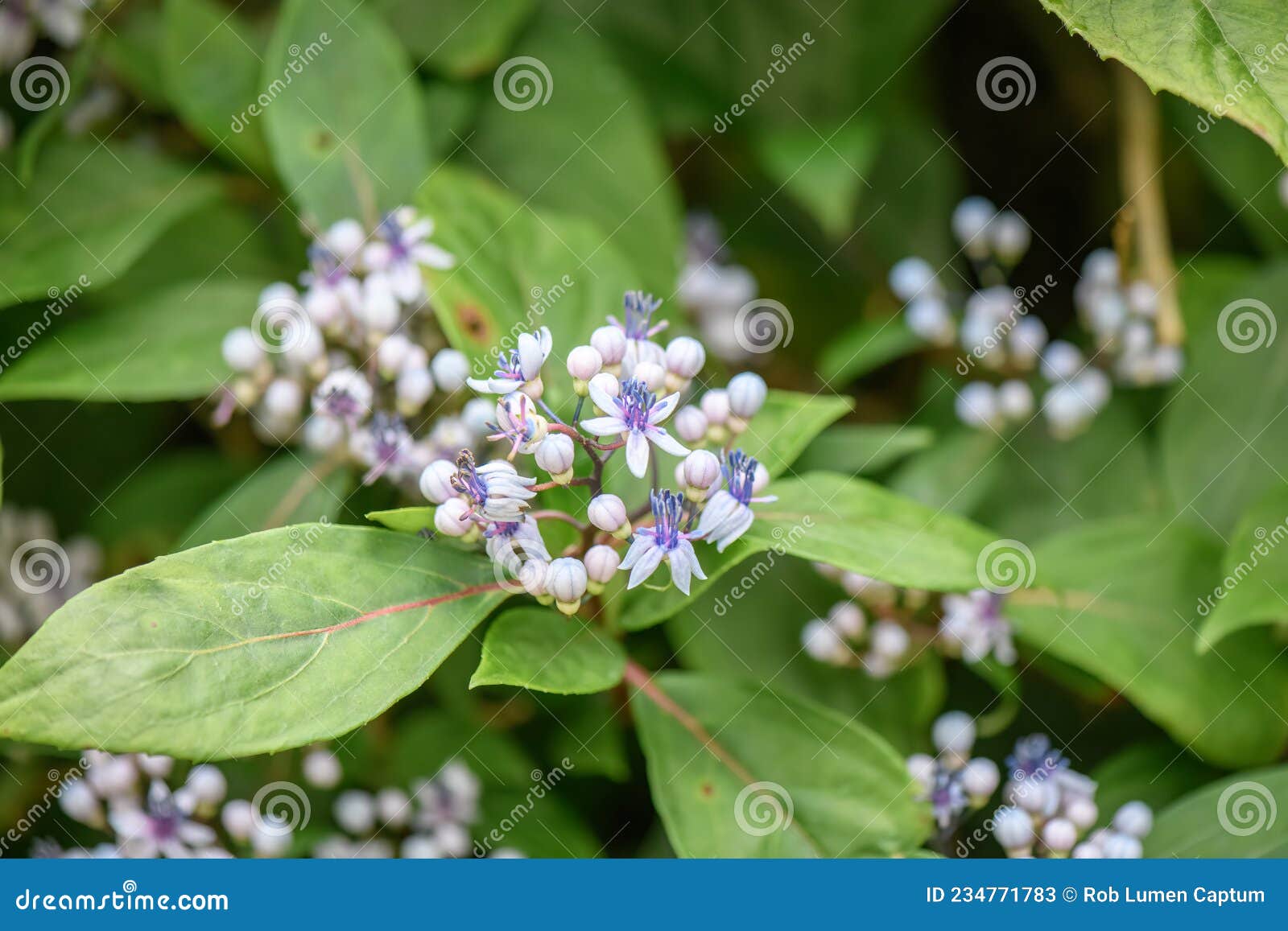 Evergreen Hydrangea, Dichroa Versicolor, Close-up of Buds and Flowers ...