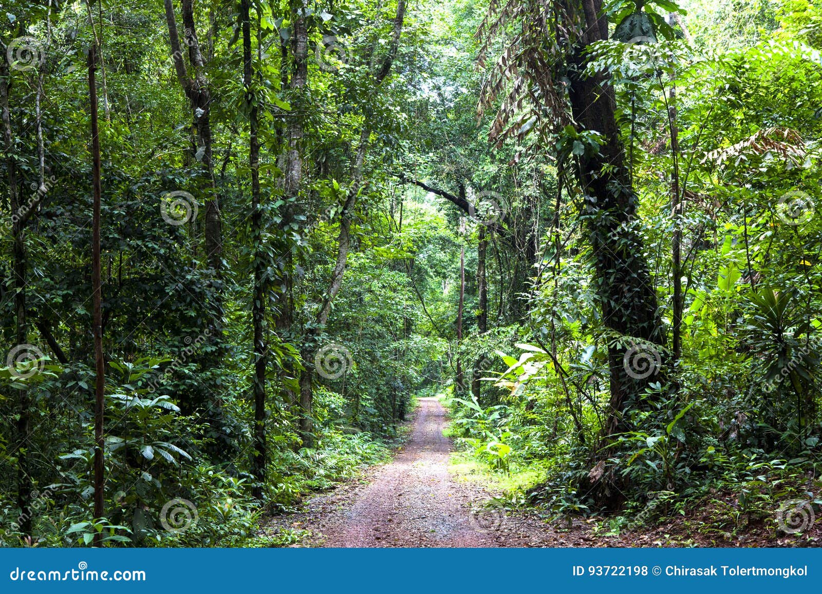 Evergreen Jungle Forest after Rain. Stock Photo - Image of forest, bali ...