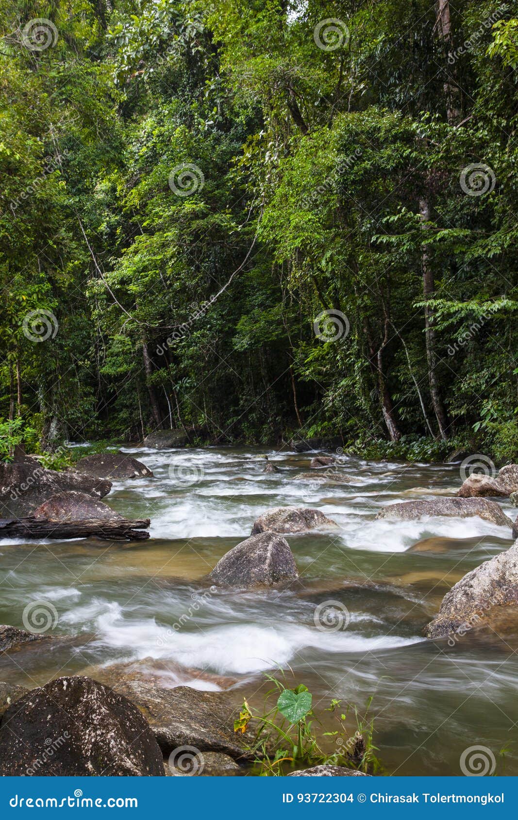 Evergreen Jungle Forest after Rain. Stock Photo - Image of forest ...