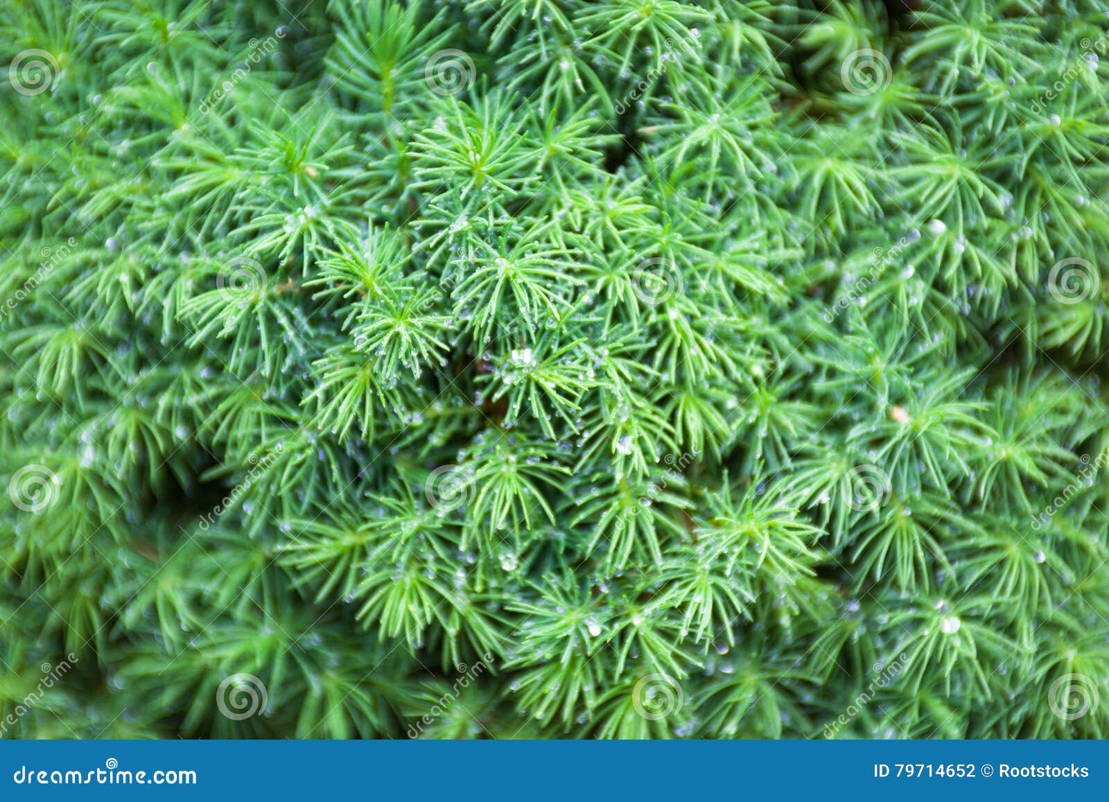 Evergreen juniper branches stock photo. Image of leaves - 79714652