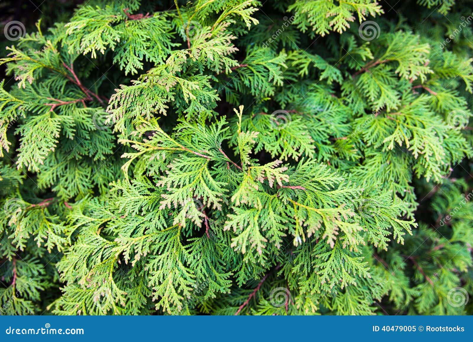 Juniper Scale Carulaspis Juniperi On Juniper Juniperus Spp. . Stock ...