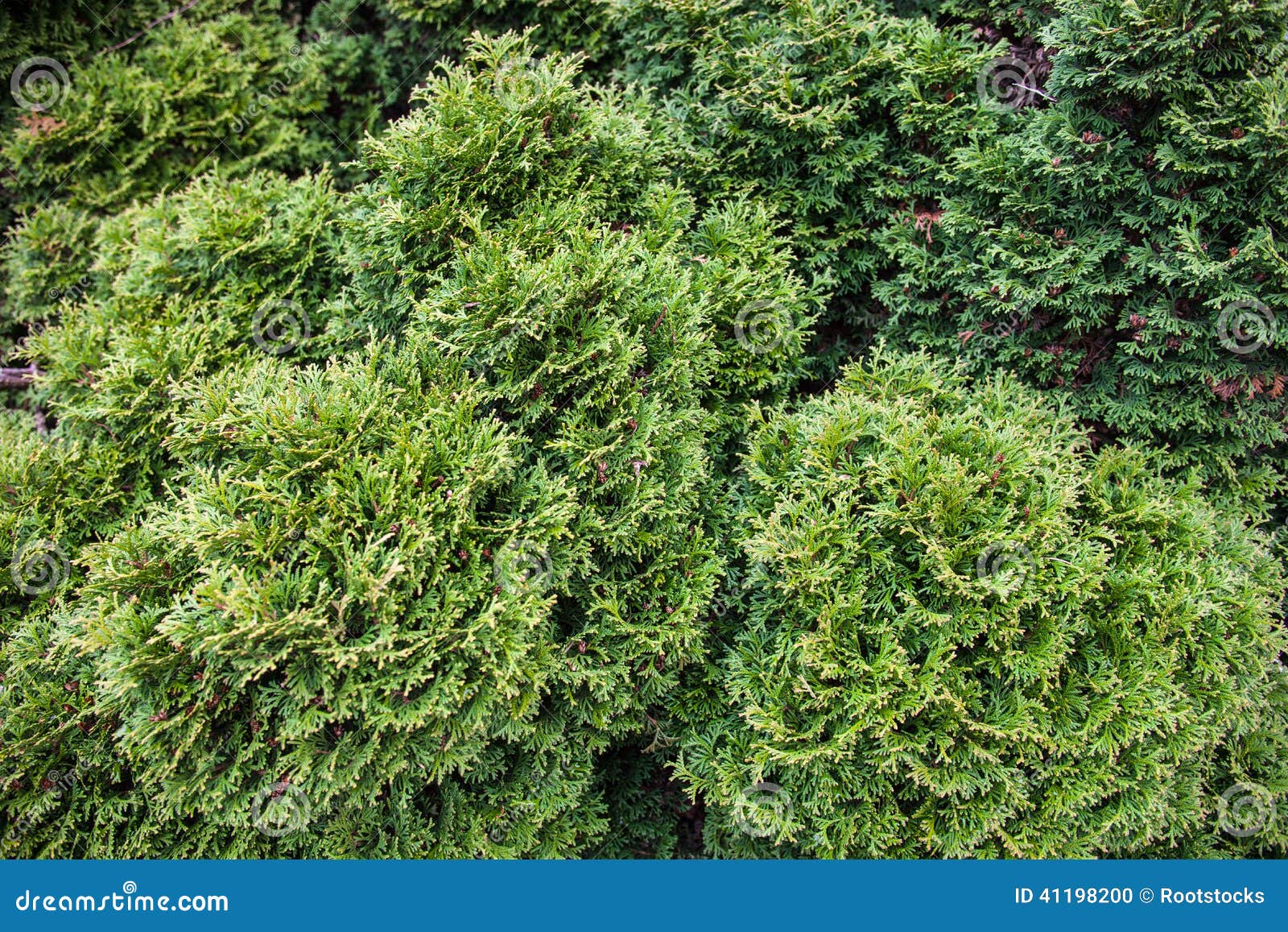 Juniper Scale Carulaspis Juniperi On Juniper Juniperus Spp. . Stock ...