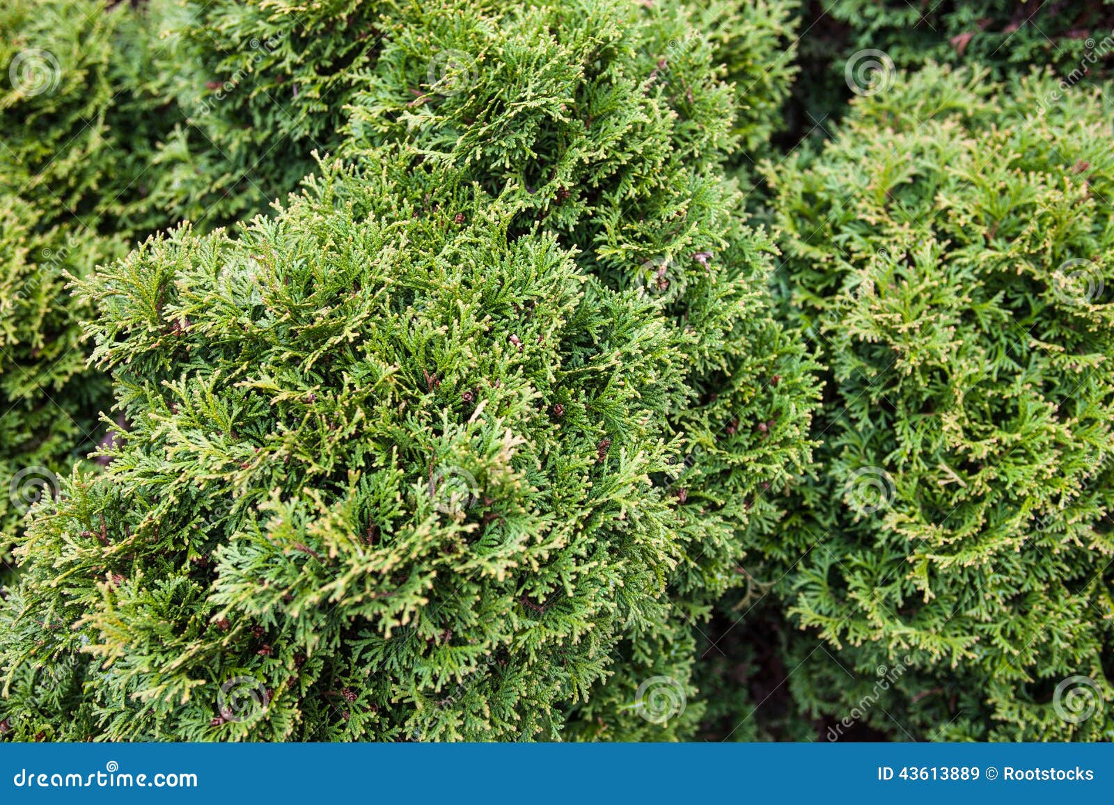 Evergreen juniper branches stock image. Image of aroma - 43613889