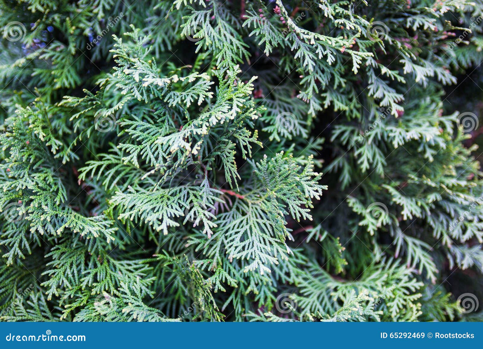 Juniper Scale Carulaspis Juniperi On Juniper Juniperus Spp. . Stock ...