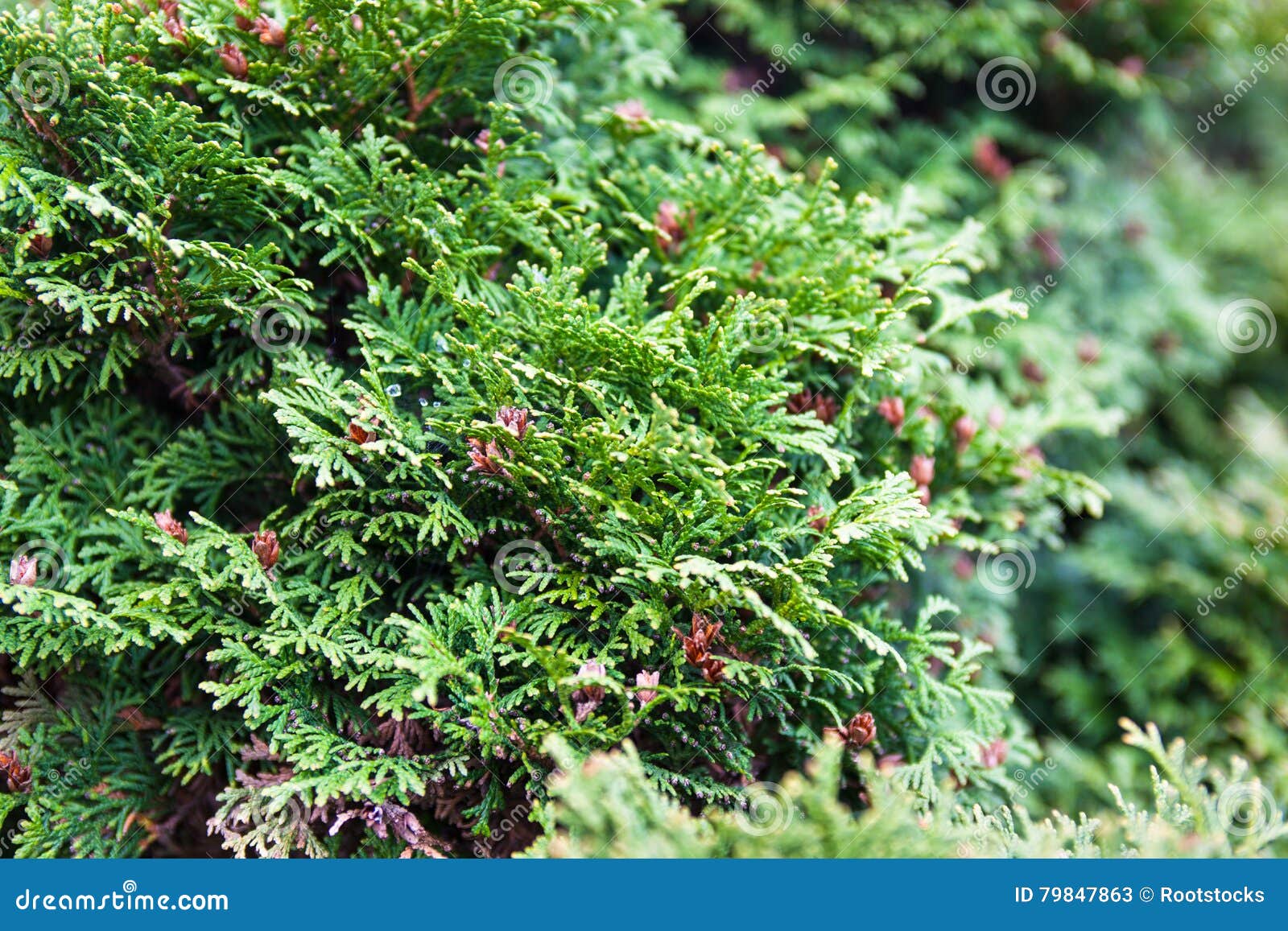 Juniper Scale Carulaspis Juniperi On Juniper Juniperus Spp. . Stock ...