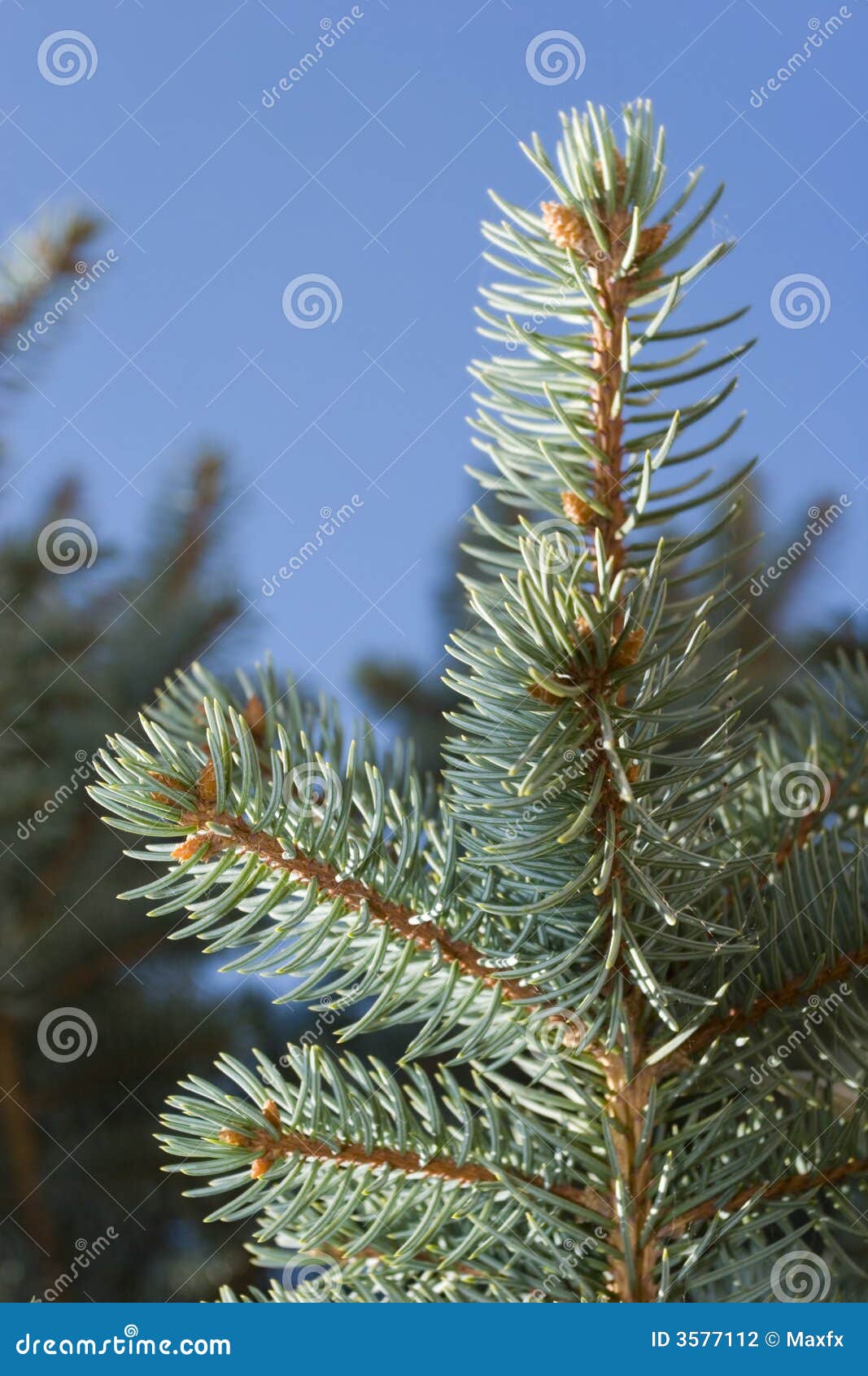 Evergreen juniper pine stock photo. Image of tree, blue - 3577112