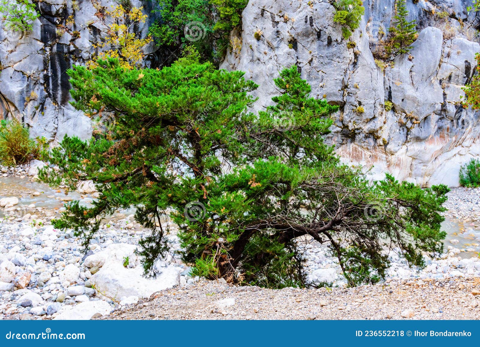 Evergreen Juniper Tree Growing Under Rock Stock Photo - Image of ...