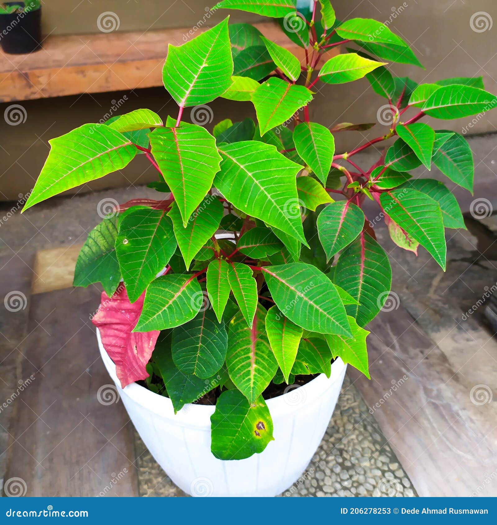 Evergreen of leaf stock image. Image of plant, branch - 206278253