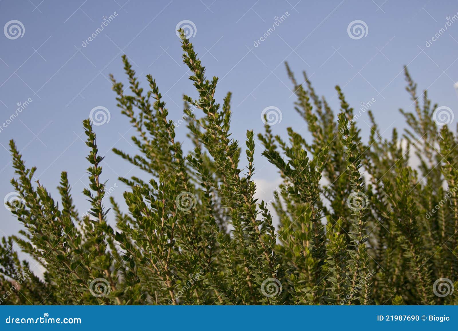Evergreen leaves stock photo. Image of foliage, green - 21987690