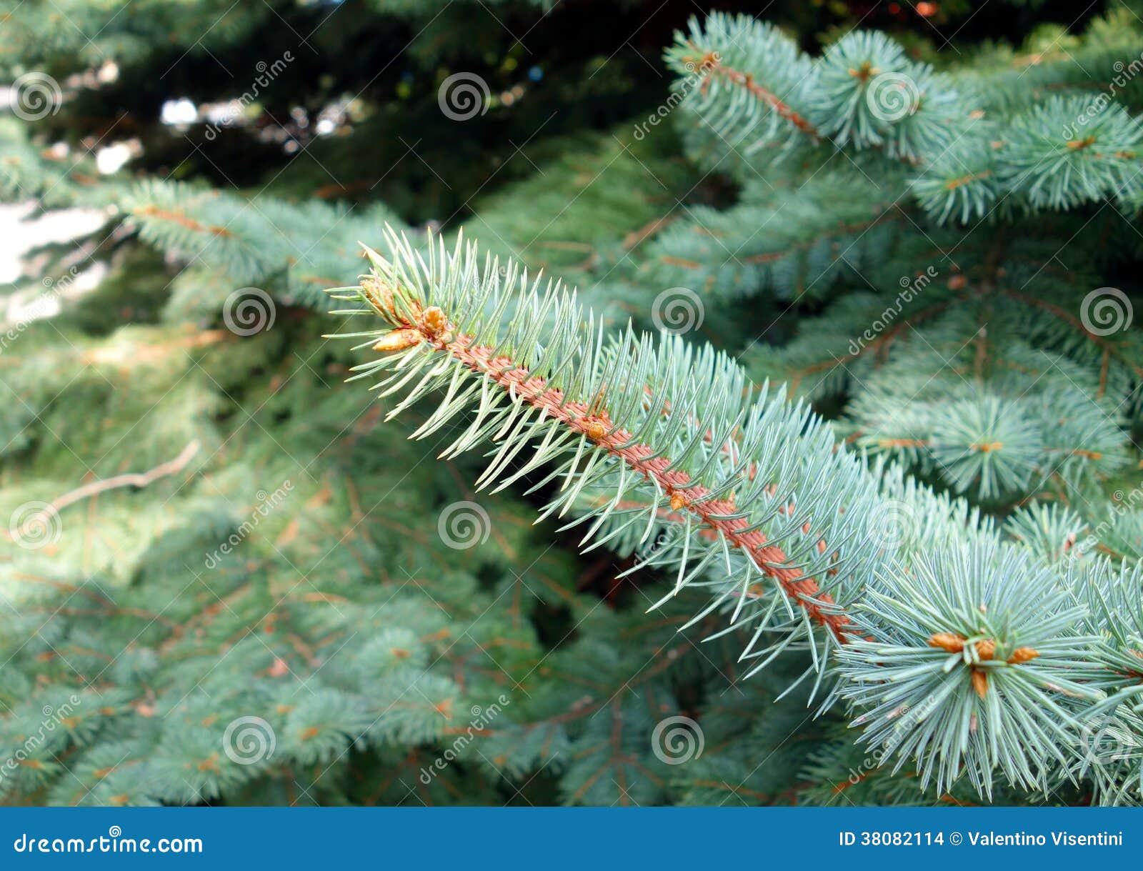 Evergreen Leaves stock photo. Image of ontario, flora - 38082114