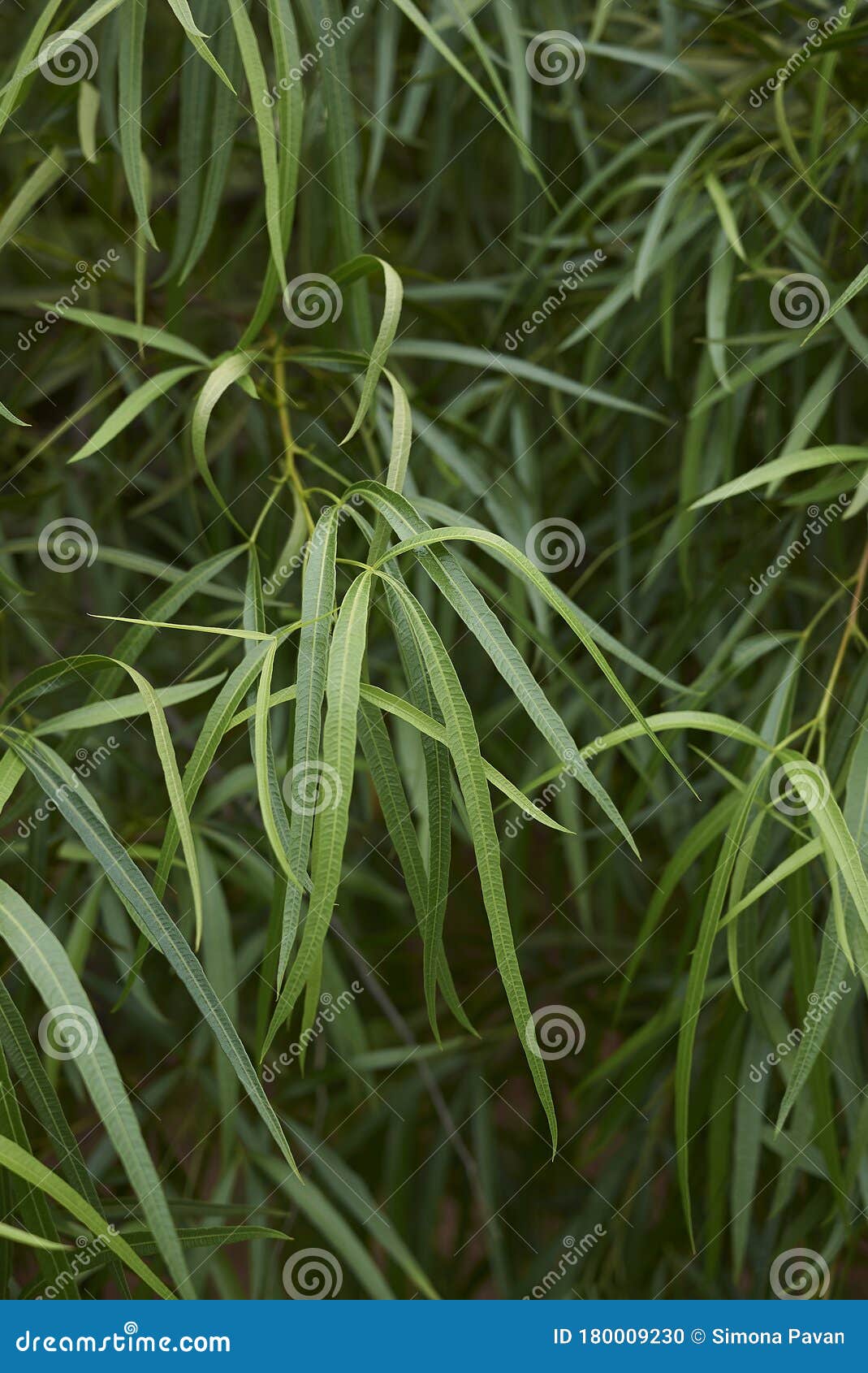 Searsia lancea tree stock photo. Image of anacardiaceae - 180009230