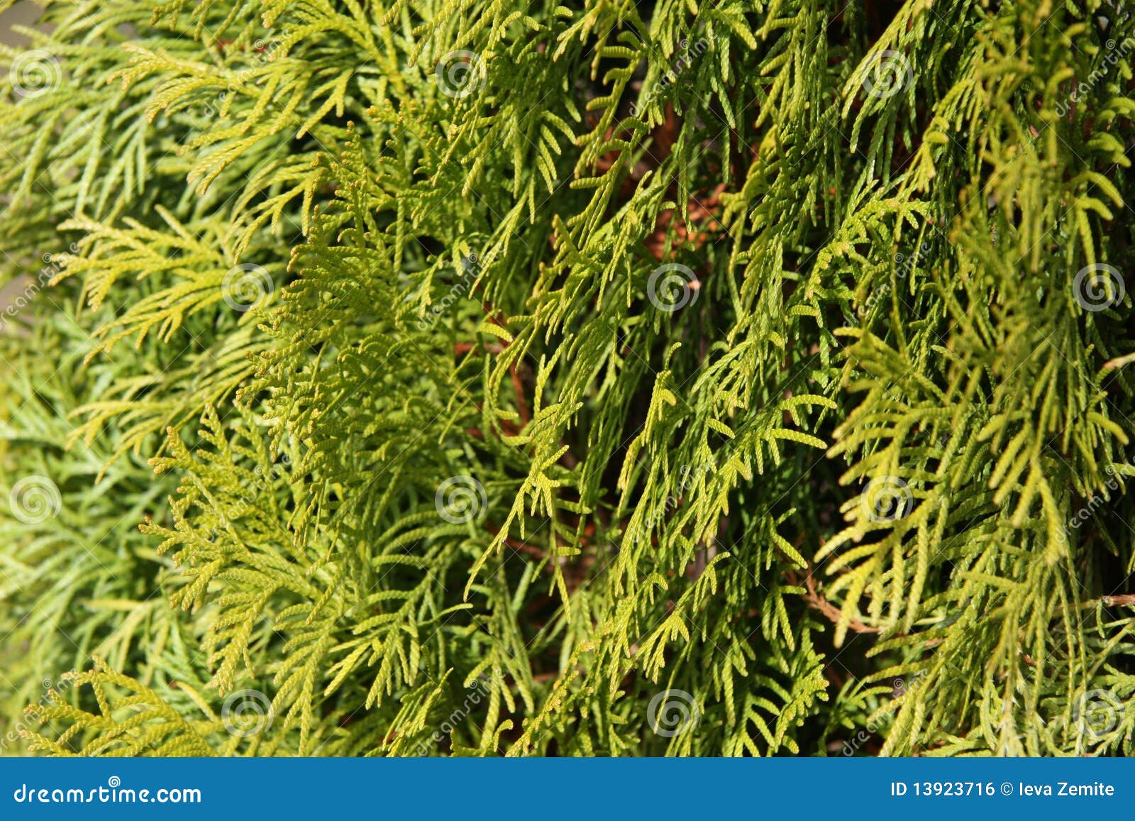 Evergreen Leaves Stick Close Up Stock Photo - Image of pine, part: 13923716