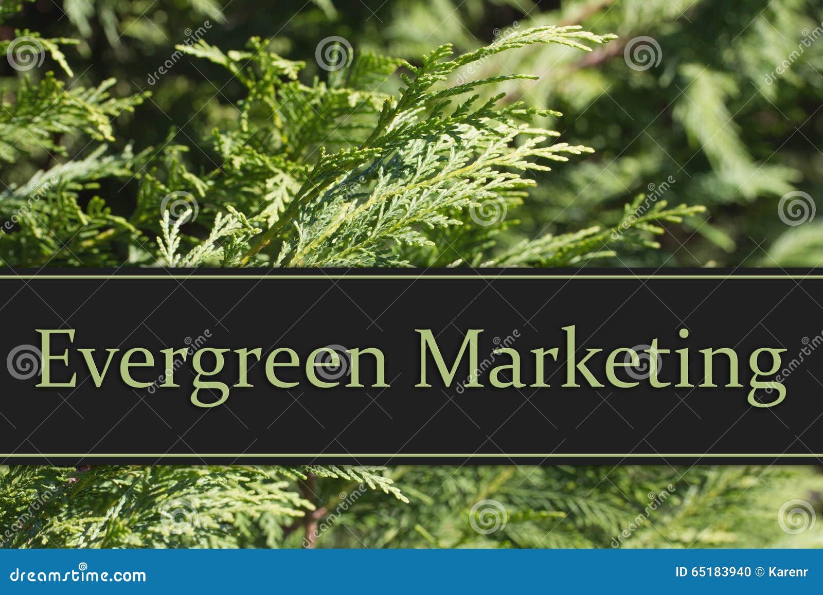 Evergreen Marketing Message Stock Photo - Image of evergreen, green ...