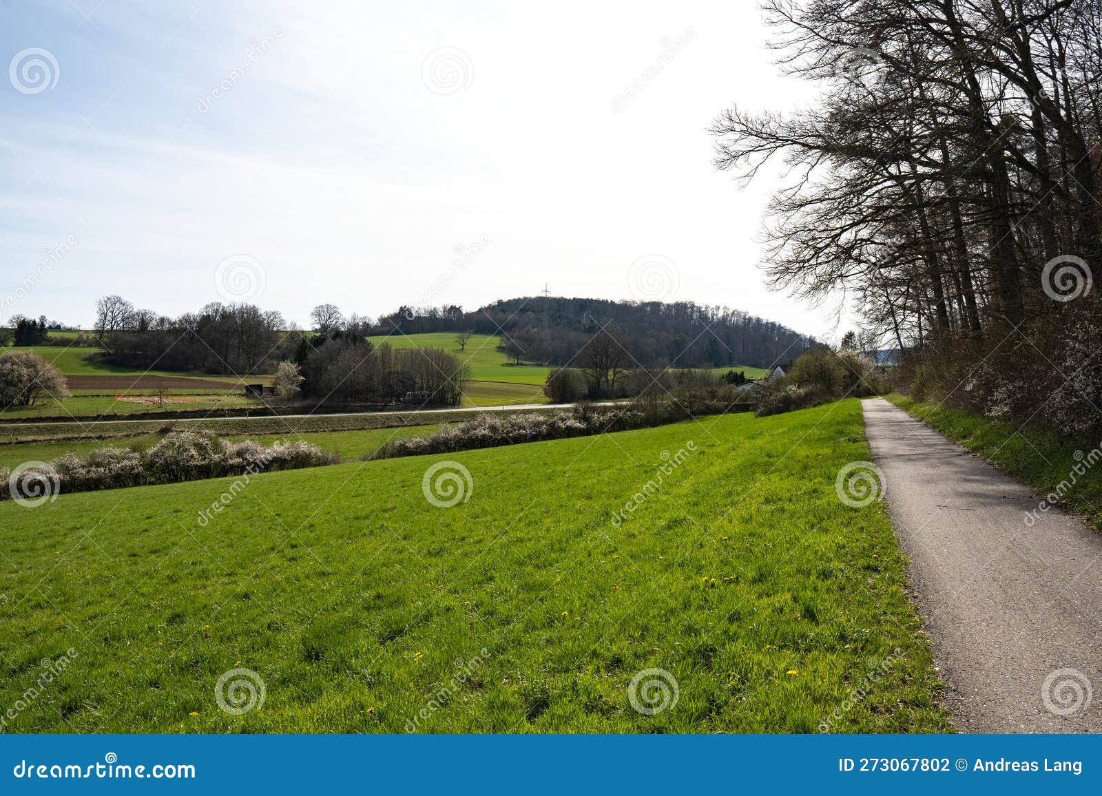 Evergreen Nature with a Way Summer Background Scene Stock Photo - Image ...