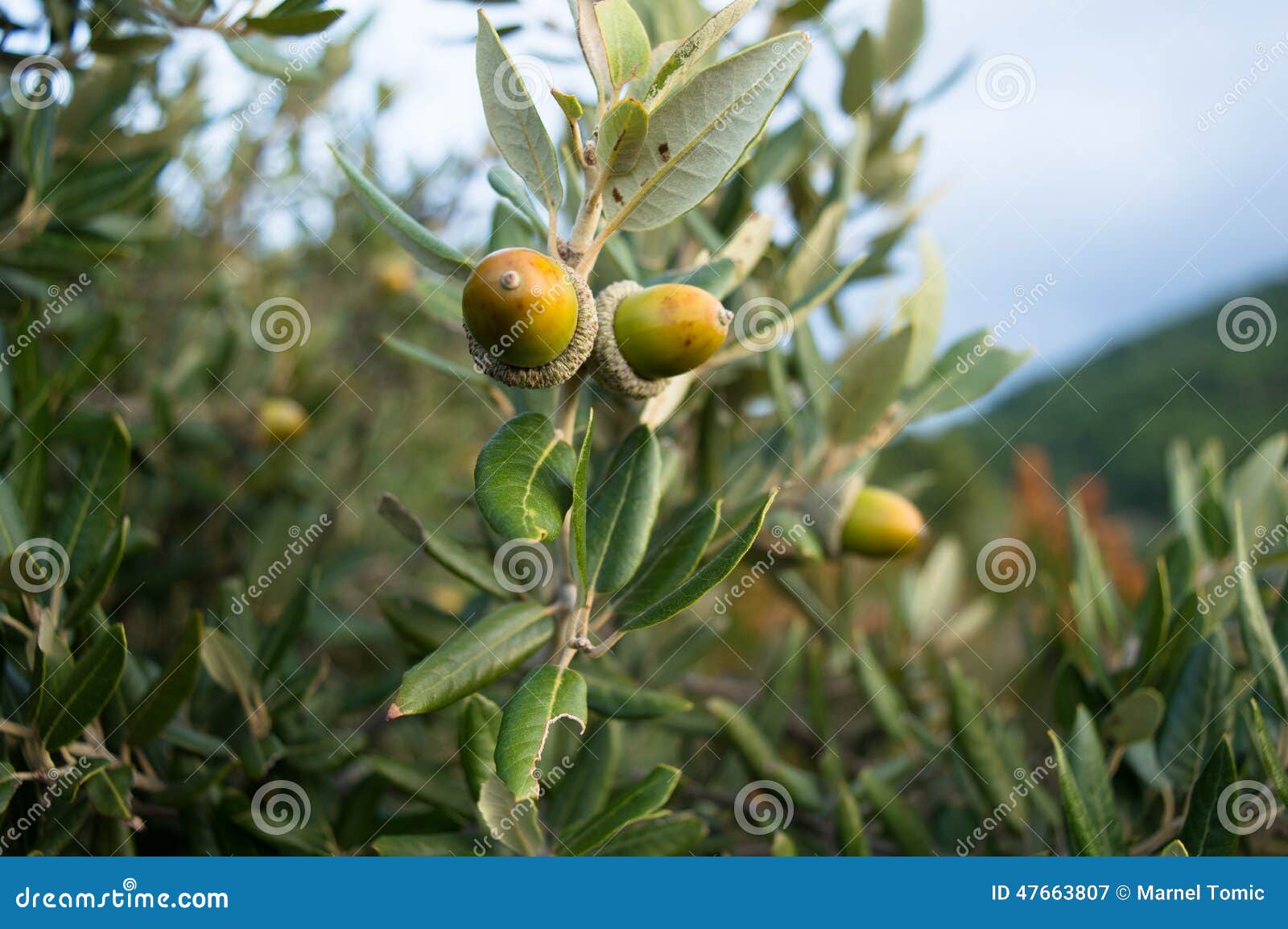 The Evergreen Oak (Quercus Ilex) Stock Image - Image of ilex ...
