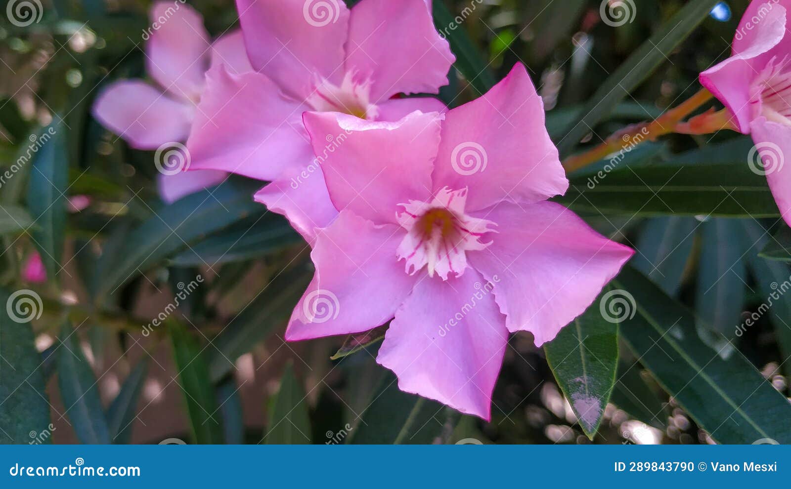 Evergreen oleander rose stock photo. Image of plant - 289843790