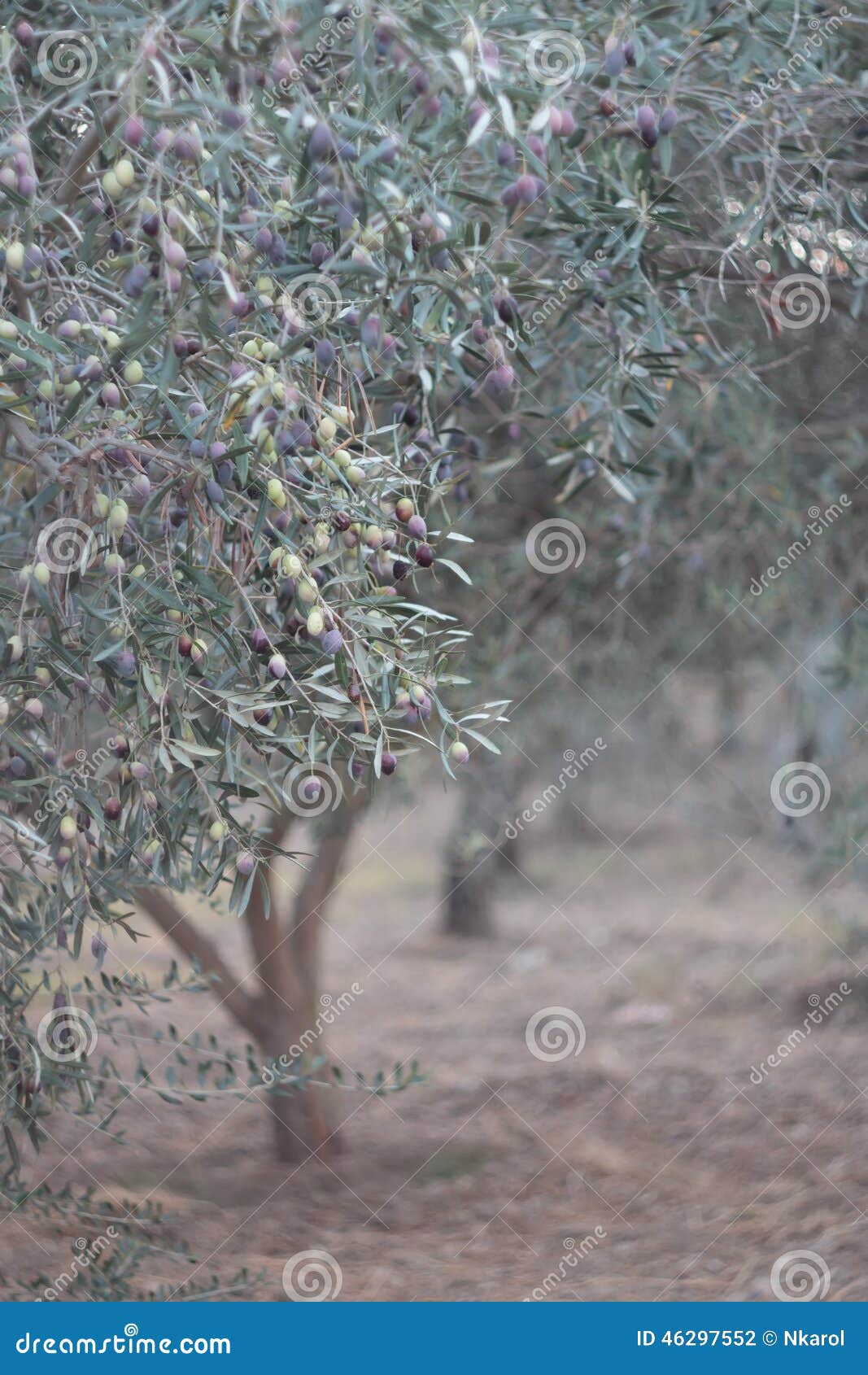 Evergreen Olive Trees with Ripening Fruits Stock Photo - Image of ...