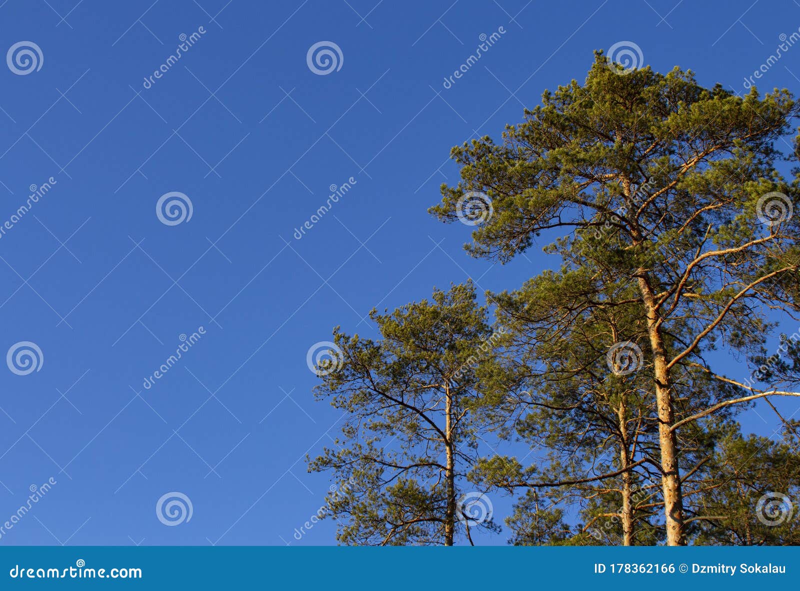 Evergreen Ordinary Pine Trees with Bright Blue Sky Background.copyspace ...