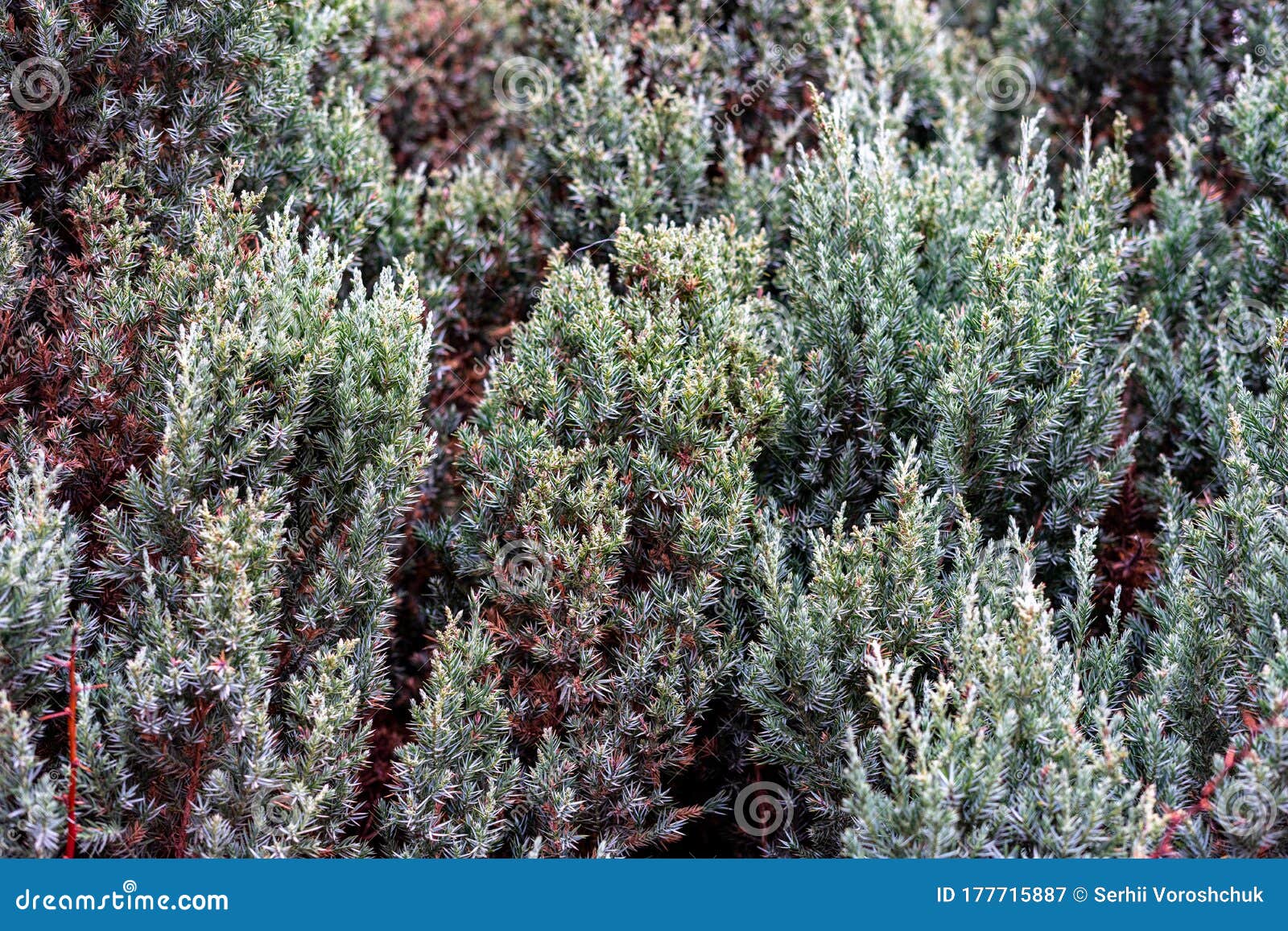 Natural Evergreen Ornamental Plant with Needles Stock Image - Image of ...
