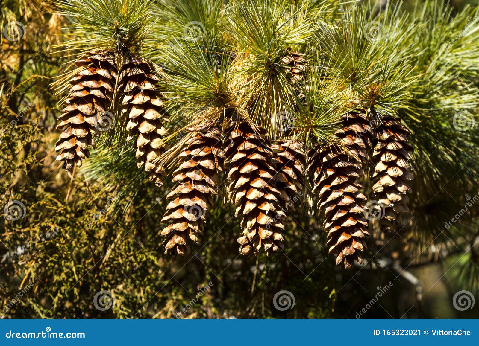 Evergreen Pine with Cones, Close Up Image Stock Image - Image of nature ...