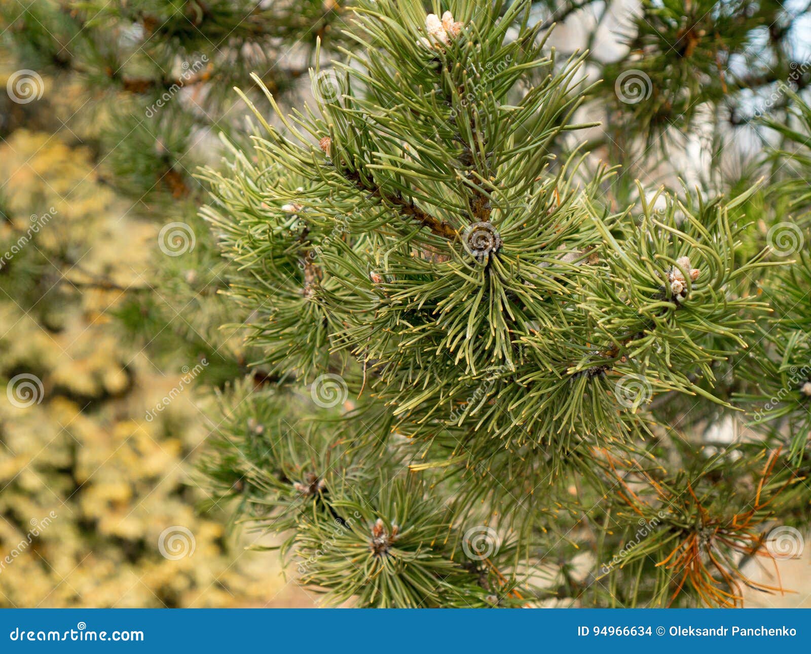Evergreen Pine Needles Branch in the Spring Forest Stock Photo - Image ...