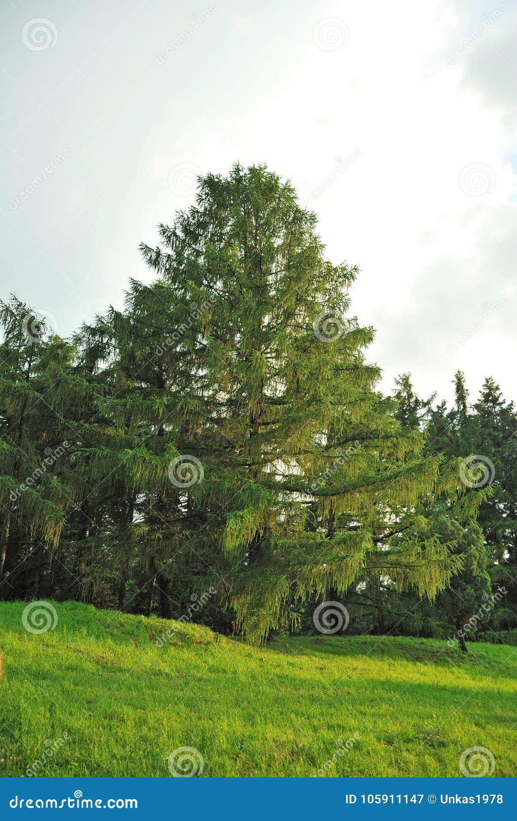 Evergreen pine tree stock image. Image of tree, spruce - 105911147